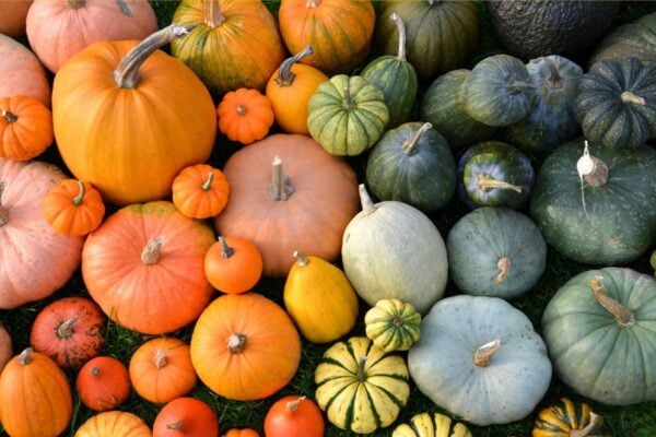 140 Best Fall Trivia Questions (and Answers) In 2025